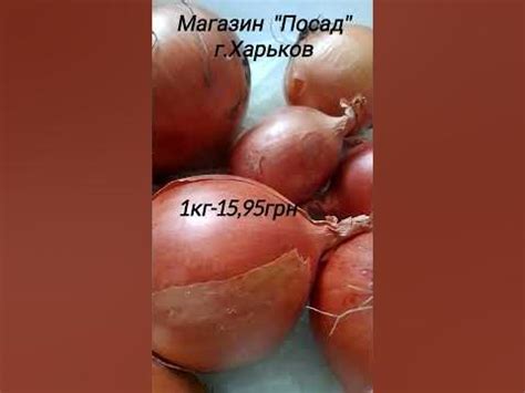Цена на лук репчатый #ценывукраине #ценывхарькове #ценанаовощи # ...