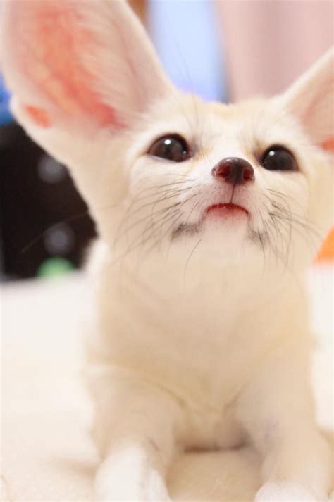 Pin de Елена em Фенек | Animais lindos, Animais