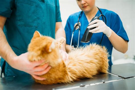Chirurgia – Veterinaria Felina Romana