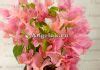 Бугенвиллия (Bougainvillea Australian Pink) черенок — купить в интернет ...