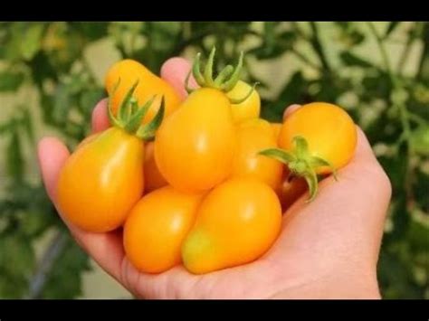 Вкуснейшие помидоры черри ~ Золотая капля ~ Лучший сорт. - YouTube