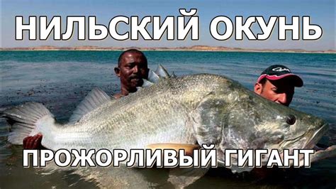 НИЛЬСКИЙ ОКУНЬ - Прожорливый гигант - YouTube