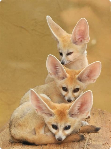 Фенек (лат. Vulpes zerda), фотографии фенеков
