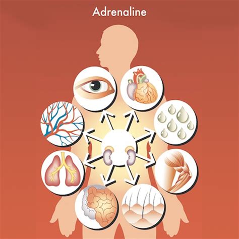 Adrenal Stress - Its Causes And Treatment - Adernal Stress Test
