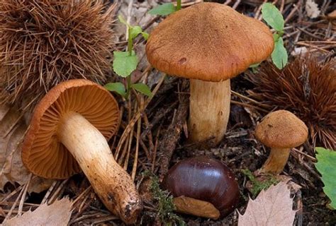 Паутинник красивейший - фото и описание гриба, как выглядит и где растет