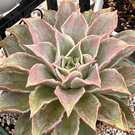 Echeveria Madiba, Echeveria 'Madiba' - uploaded by @succulentlover29