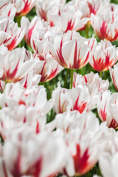 Tulipa ‘Happy Generation’ – Bild kaufen – 14001500 Gartenbildagentur ...