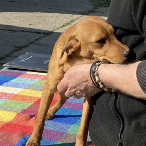 Lilla | Menschen pro Tiere e.V.