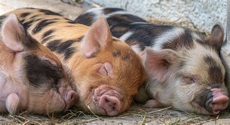 Different Types Of Pigs
