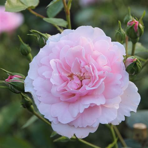 Bonica® '82 - Rosen online kaufen im Rosenhof Schultheis – Rosen online ...