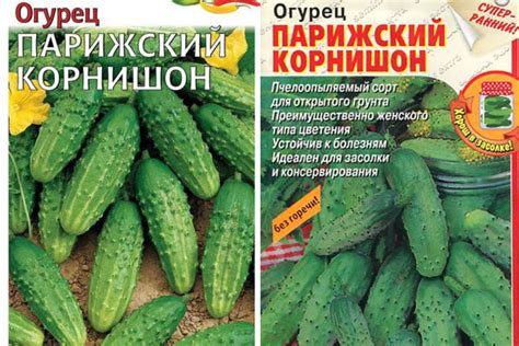 Огурец Парижский корнишон: описание, отзывы, характеристика сорта, фото ...