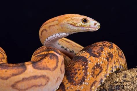 Scaleless Ball Python Care Guide (All Needs & Health Issues)
