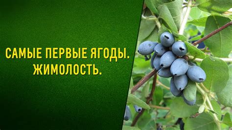 Самые первые ягоды Жимолость - YouTube