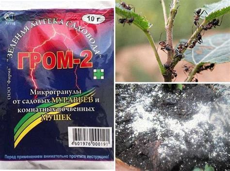 Гром-2 от муравьев: инструкция по применению и принцип действия