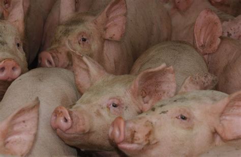 Pig welfare inquiry | Loopholes blamed for abuse | Country News
