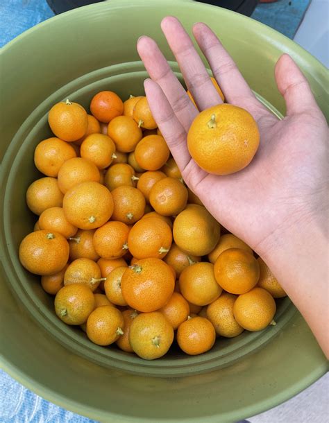 Harvested a lot of calamansi(Philippine lemon or lime) this year, but I ...