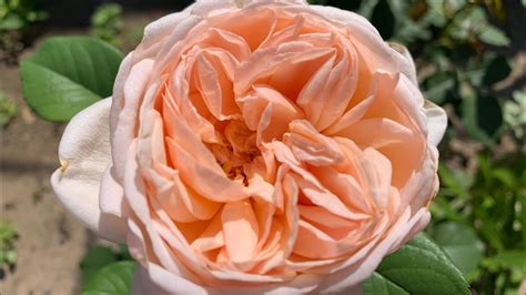 Роза Александрин ( Rose Alexandrine ) Meilland Франция, 2009г. г.Киев ...