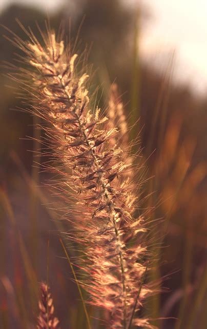 Pennisetum 잔디 꽃 - Pixabay의 무료 사진 - Pixabay