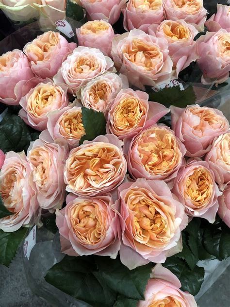Vuvuzela rose | Flores, Jardinería, Naturaleza