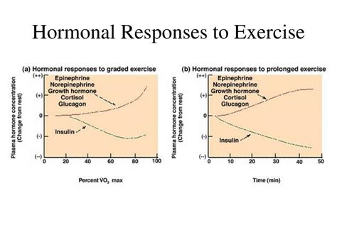 PPT - Hormonal Responses to Exercise PowerPoint Presentation, free download - ID:1871051
