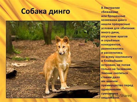 Презентация на тему: "Собака динго". Скачать бесплатно и без регистрации.