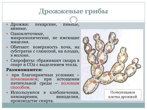Царство Грибы. Лишайники. Общая характеристика грибов - презентация онлайн