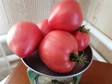 Продам домашние помидоры. Помидоры вкусные, сладкие. 180 рублей за 1 кг ...