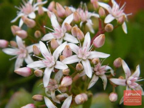 Толстянка овальная (Crassula ovata) — описание, выращивание, фото | на ...