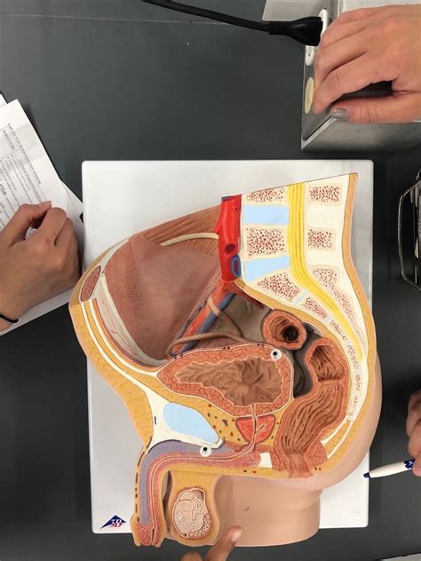 Male Reproductive Anatomy Model Labeled at Alyssa Massy-greene blog