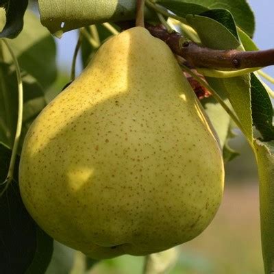 Груша Космическая (уп. саженец)