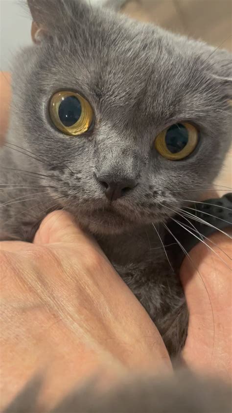 British_shorthair_roppongicat (@roppongicattery) • Instagram photos and videos