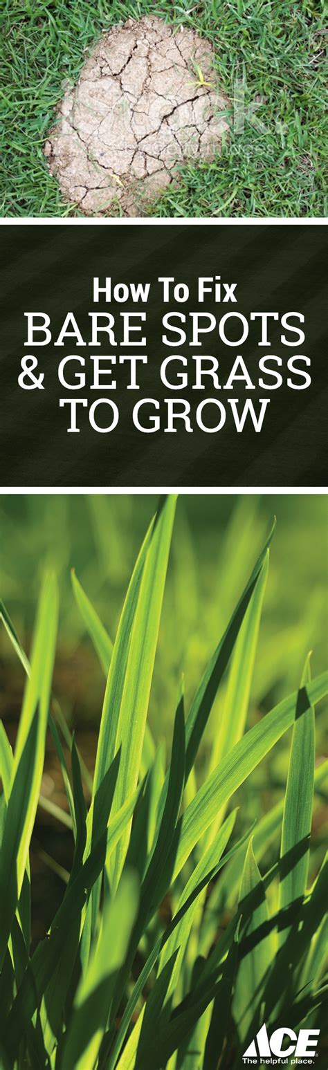 How To Patch Bare Spots In Lawn | ACE Tips & Advice | Growing grass, Lawn, Lawn and garden