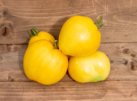 ЛИМОННЫЙ ЛЕД Dwarf Lemon Ice — BTomate