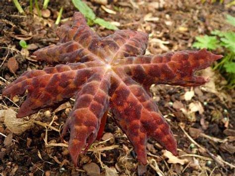 Podophyllum delavayi - Perk Botanische Kwekerij & Tuin: Bamboe Grassen ...