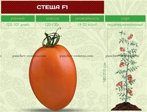 Томат Арбузный: характеристика и описание индетерминантного сорта с фото