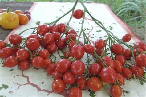 Томат Поцелуй герани (Geranium Kiss): характеристика и описание сорта ...