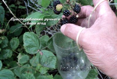 Приспособление для сбора черники: 3 вида
