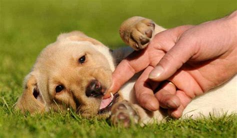 Why Vitamin B6 is important for dogs? - Bullyade.com