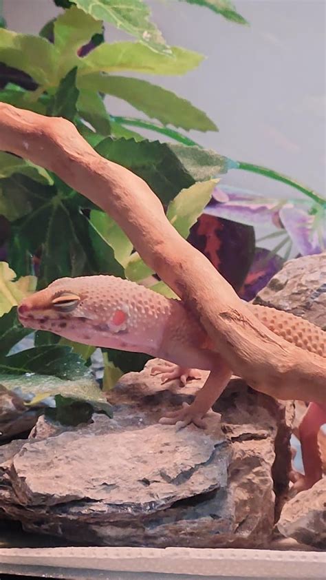Little guy started shedding and now he s a sleepy goober : r/leopardgeckos