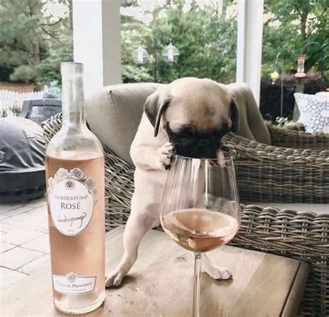 Pin by Adão Casares on Beer & Bottles...... | Wine, Wine basics, Rose ...