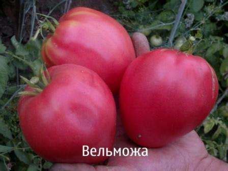 Томат Вельможа: отзывы, фото, урожайность, характеристика