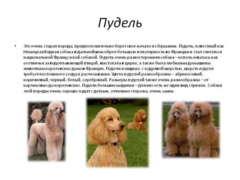 Стандартные размеры малых пуделей: характеристики и особенности породы