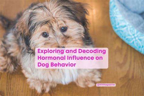 Exploring and Decoding Hormonal Influence on Dog Behavior