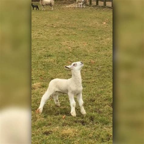 Baby-Lamm erlebt zum ersten Mal regen und ist total verwirrt - Panorama ...