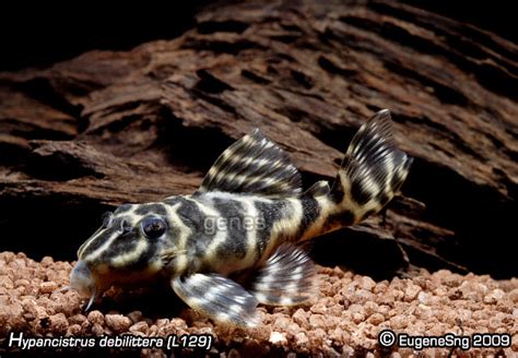 L129 - AquaticQuotient.com Photo Gallery