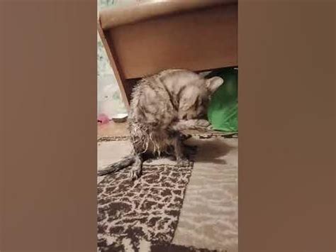 бельгийский кот - YouTube
