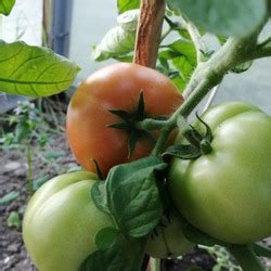 Томат Примадонна: описание, ОТЗЫВЫ (34), фото, урожайность | tomatland.ru