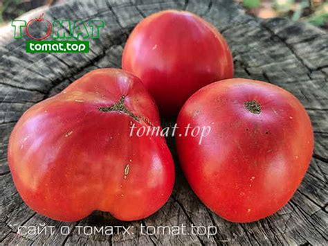 Главная - Tomat.top — Все о томатах от посева до урожая!