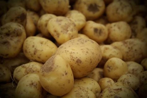 Belana - Heuvellandaardappel