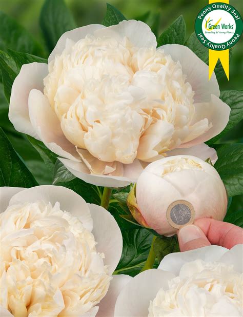 Peony Colonel Owens Cousins (Early) - Green Works - Specialist in Peonies